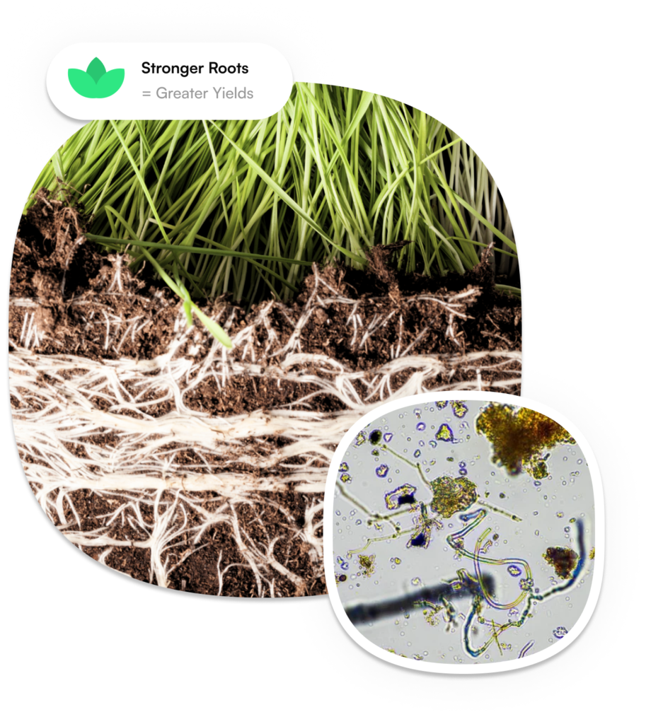 Biochar – Regreen